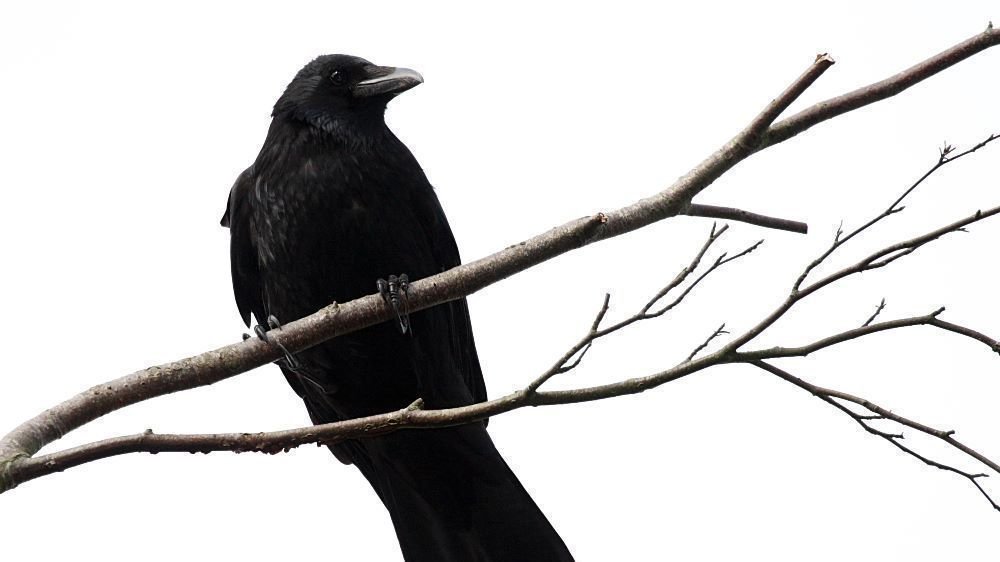 Petition · Stop the Millport, NY Hunting Club's Annual Crow Shooting ...