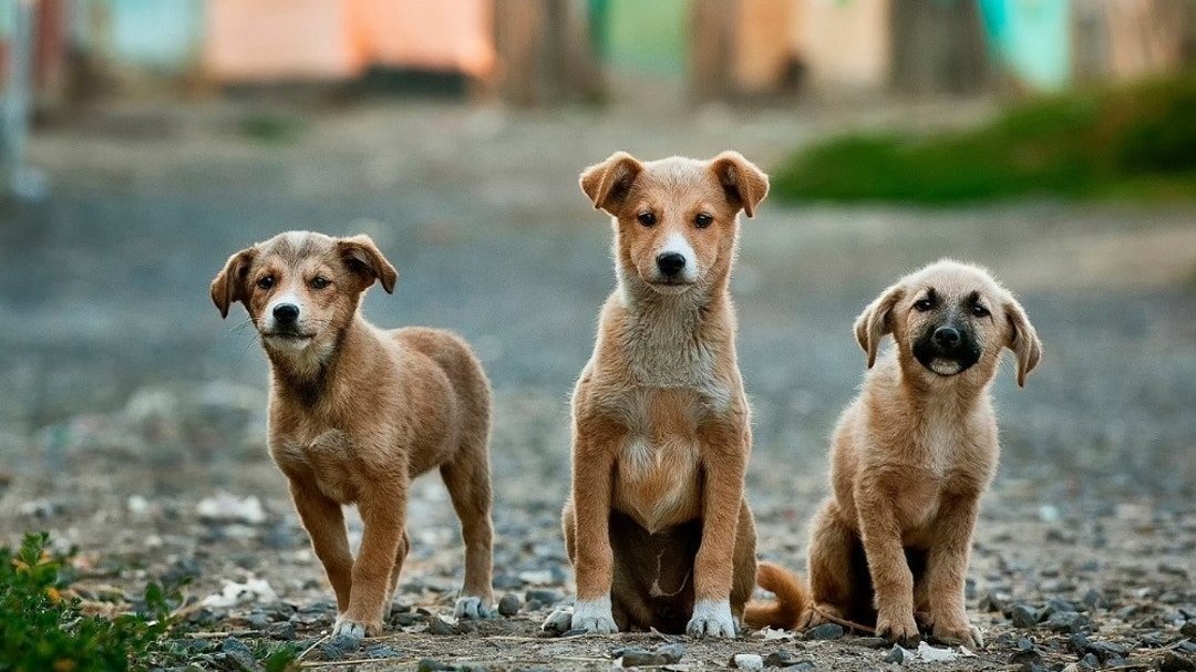 Petition · Save Stray Dogs - Philippines · Change.org