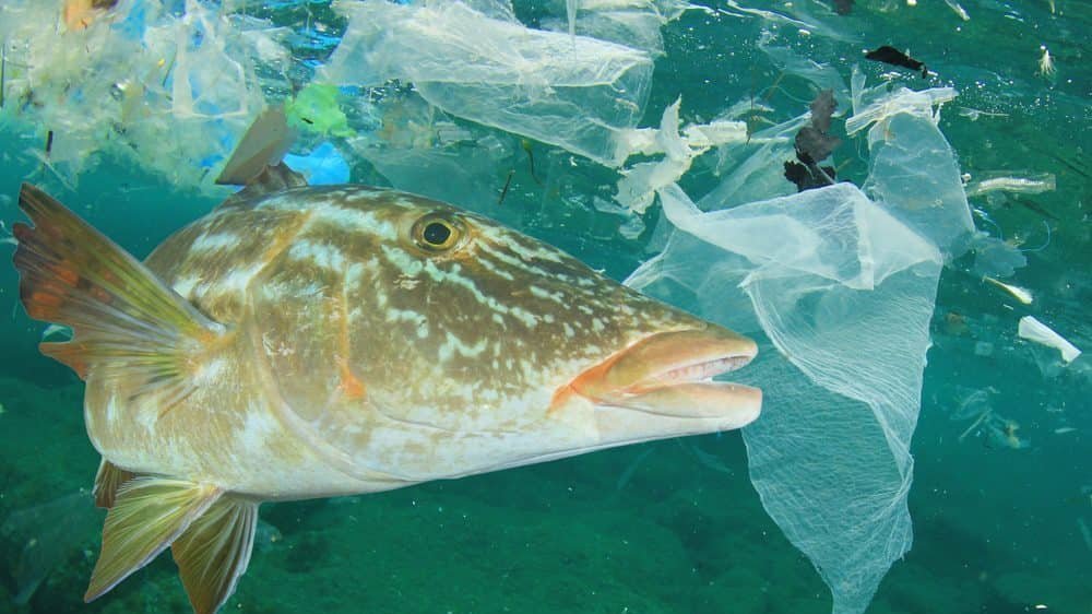 Petition · Stop shipping container spills and prevent pollution ...