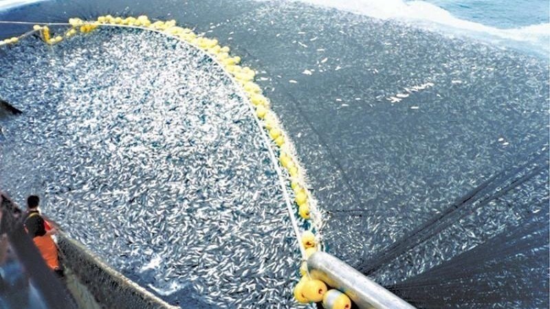 Petition · Stop Overfishing - Australia · Change.org