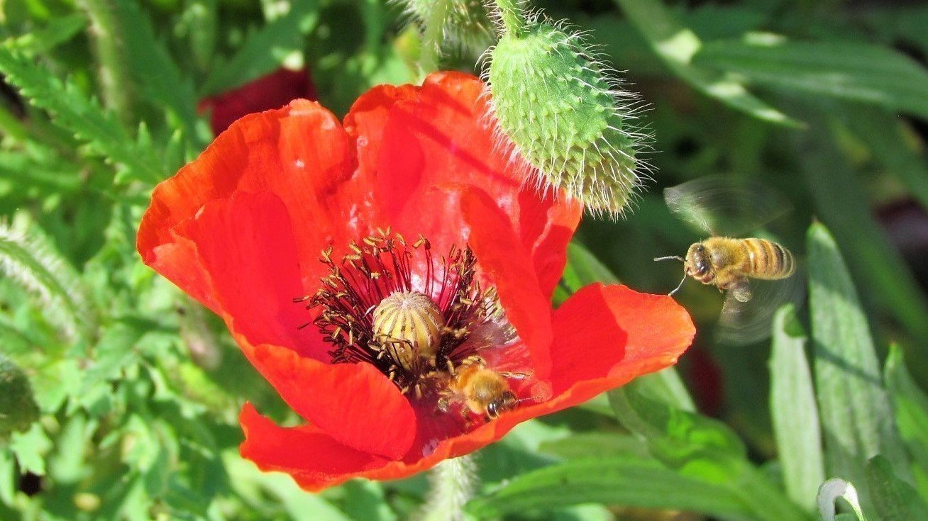 Petition · Ban Bee-Killing Pesticides - India · Change.org