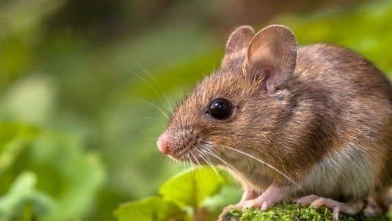 Petition · Stop the selling of mouse traps and poison that kill mice ...
