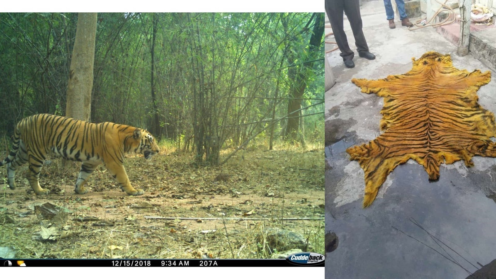 Petition · Save Kawal Tigers - India · Change.org