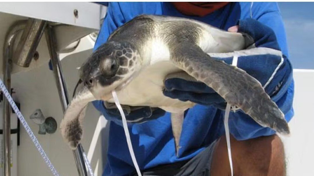 Petition · Ban of the Release of Helium Balloons in North Carolina to ...