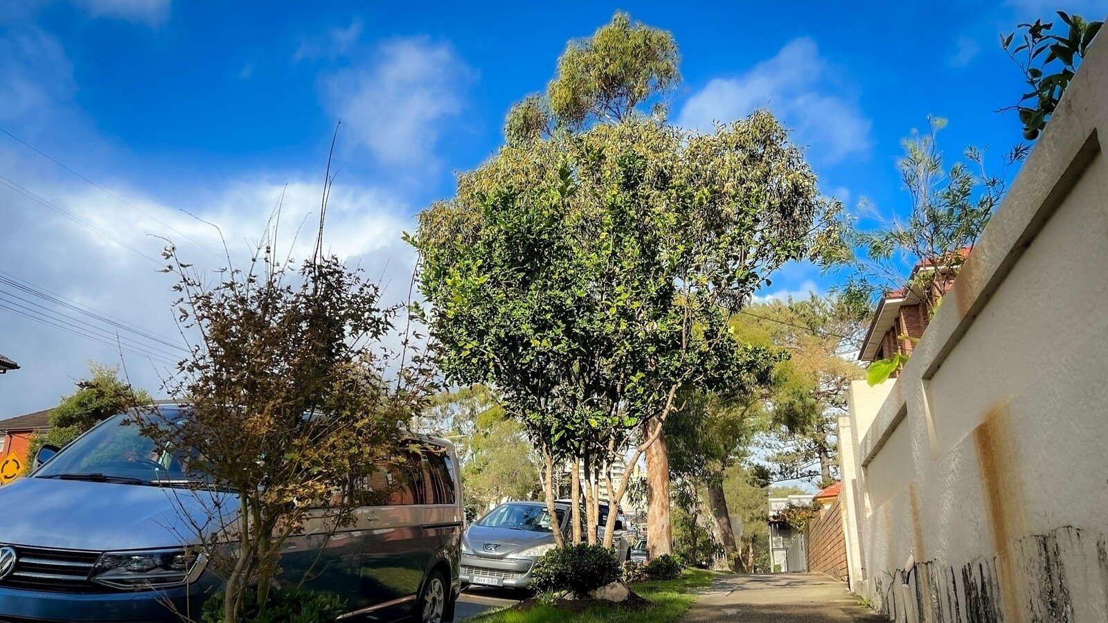 Petition · Save Our Beloved Lemon Tree on Osborne Road, Manly NSW ...