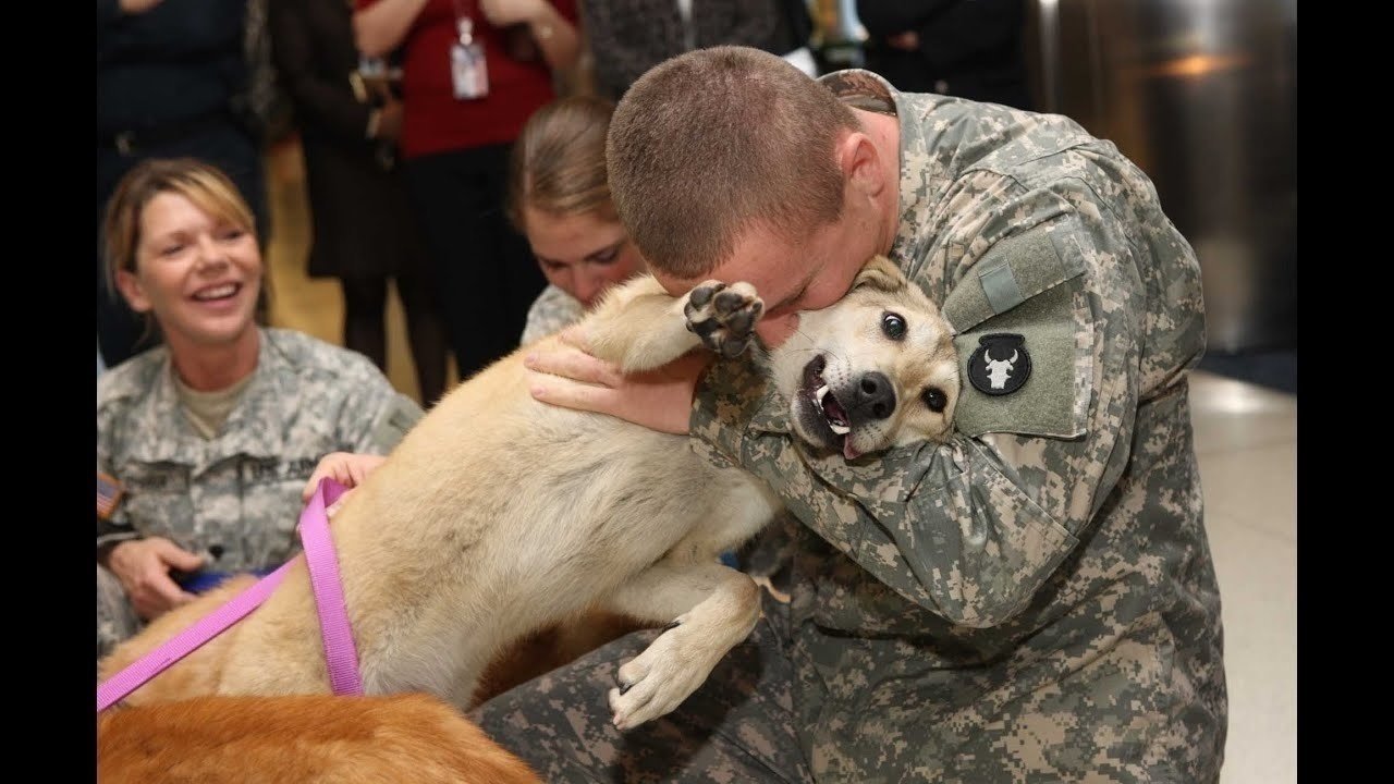 Petition Update The JTR To Support Pet Costs For Military Travel petition-update-the-jtr-to-support-pet-costs-for-military-travel