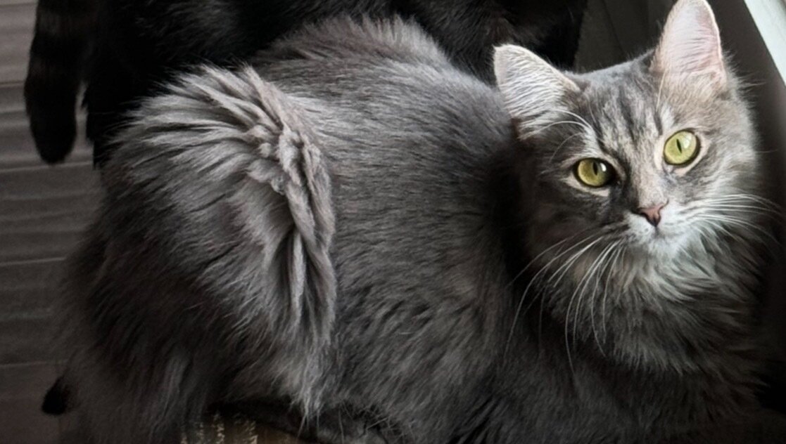 Petition · Allocate Tax Dollars Toward Free Spay and Neuter Programs ...