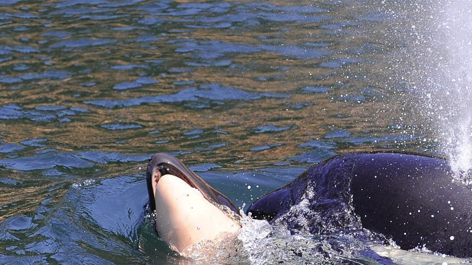 Petition · MUST ACT NOW TO SAVE OUR ORCAS FROM EXTINCTION - Canada ...
