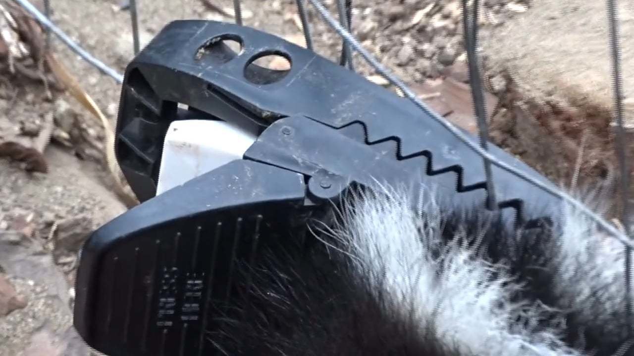 Petition · Rat traps injuring pets and wildlife! - United States ...