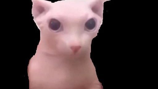 Petition · I want to make bingus the leader of the whole world - United ...