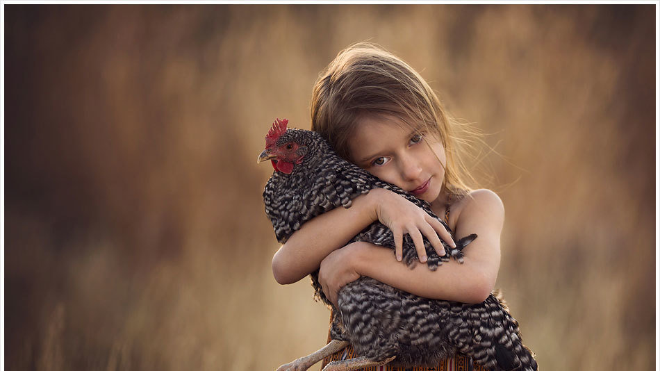 Pétition · L'abolition des frais de 511$ pour l'élevage de poule ... Pétition · L'abolition des frais de 511$ pour l'élevage de poule ...