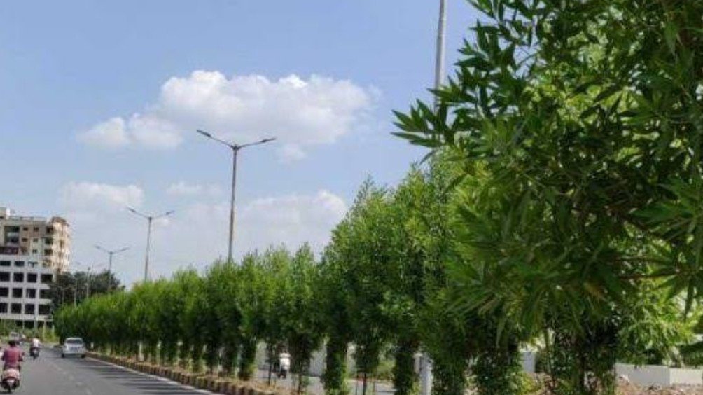 Petition · Taking care of the road plants - India · Change.org