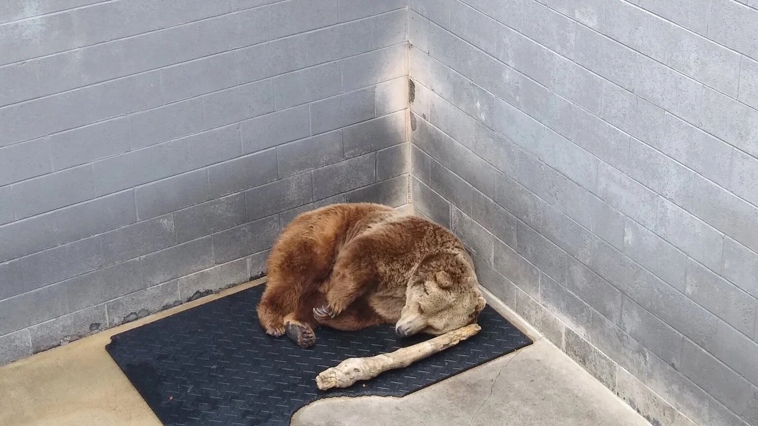 Petition · Save the bears at the Cherokee Bear Zoo (prison) - United ...