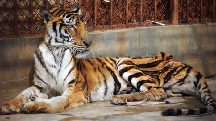 Petition · Endangered Tigers Dying on an Industrial Scale - End Tiger ...