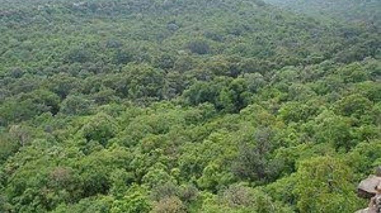 Petition · Save Buxwaha Forest - India · Change.org
