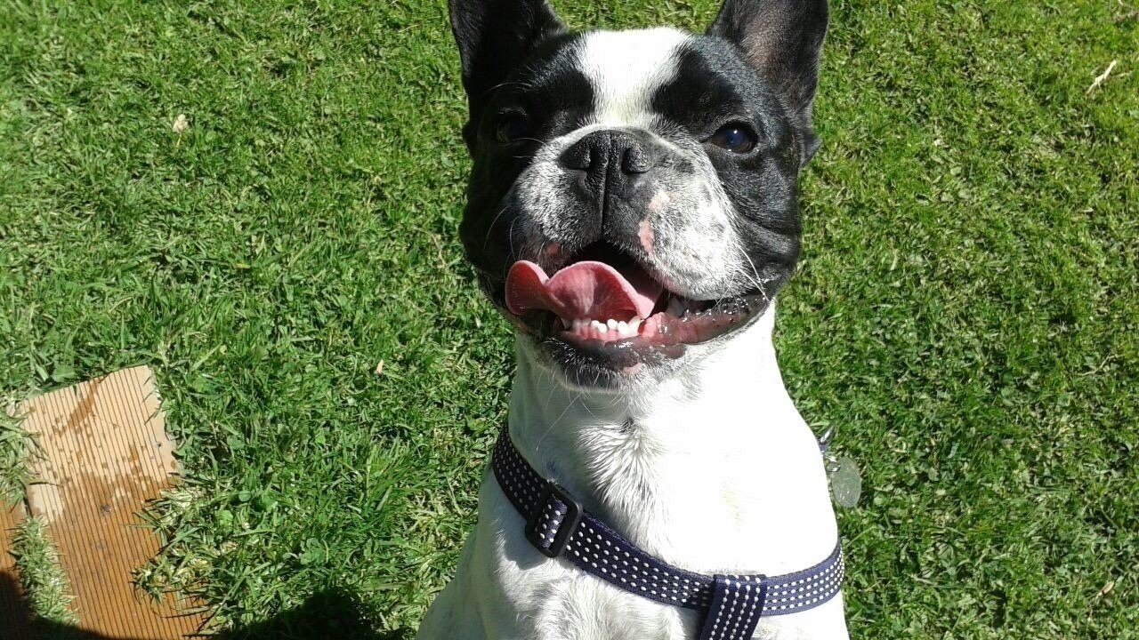 Petición · Exijo que reparen los daños por la muerte de mi mascota ...