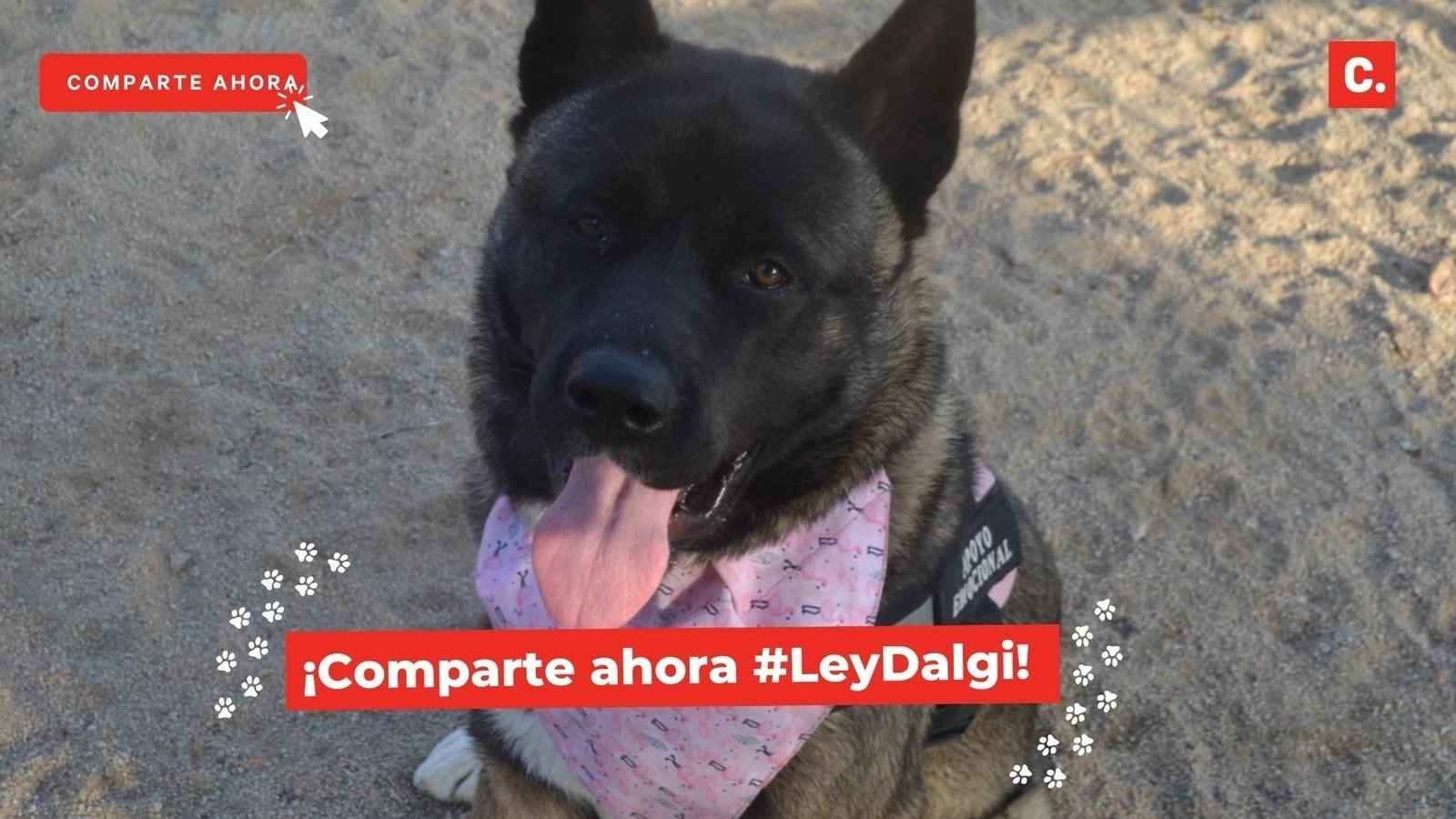 Petition update · Dalgi todavía te necesita ¡Hagámoslo juntos! · Change ...