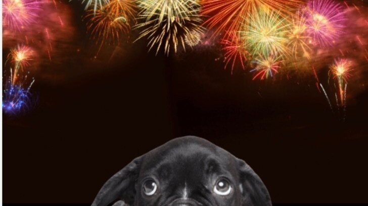Petition · Ban Fireworks For animal Safety - United Kingdom · Change.org