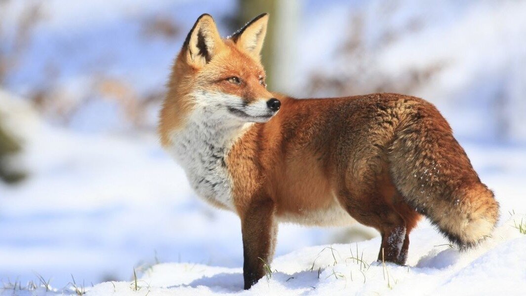 Petition · Legalize Fox Ownership in Washington State - Russia · Change.org