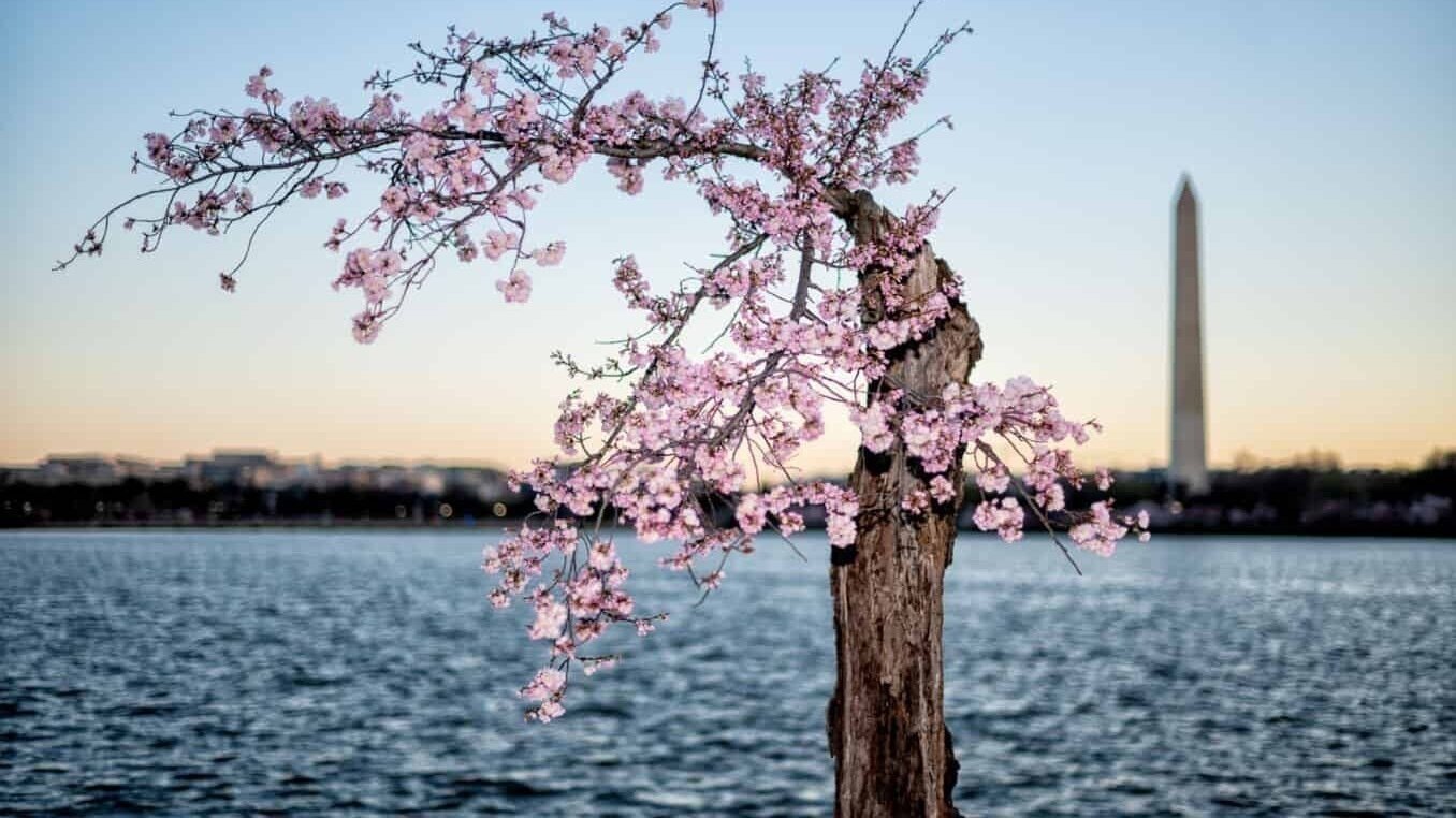 Petition · Save Stumpy, our local cherry blossom hero! - United States ...
