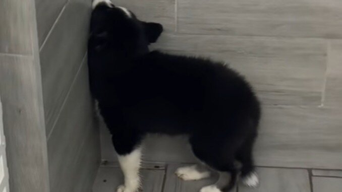 Petición · Shut Down Sunshine Puppies for Selling Sick Puppies - México ...