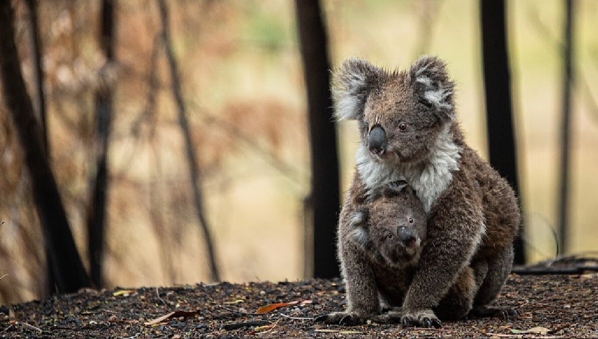 Petition · Stop the destruction of endangered koalas' habitat in New ...