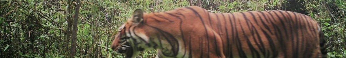 Petition · Save tigers in Thailand and Bhutan from extinction by ...