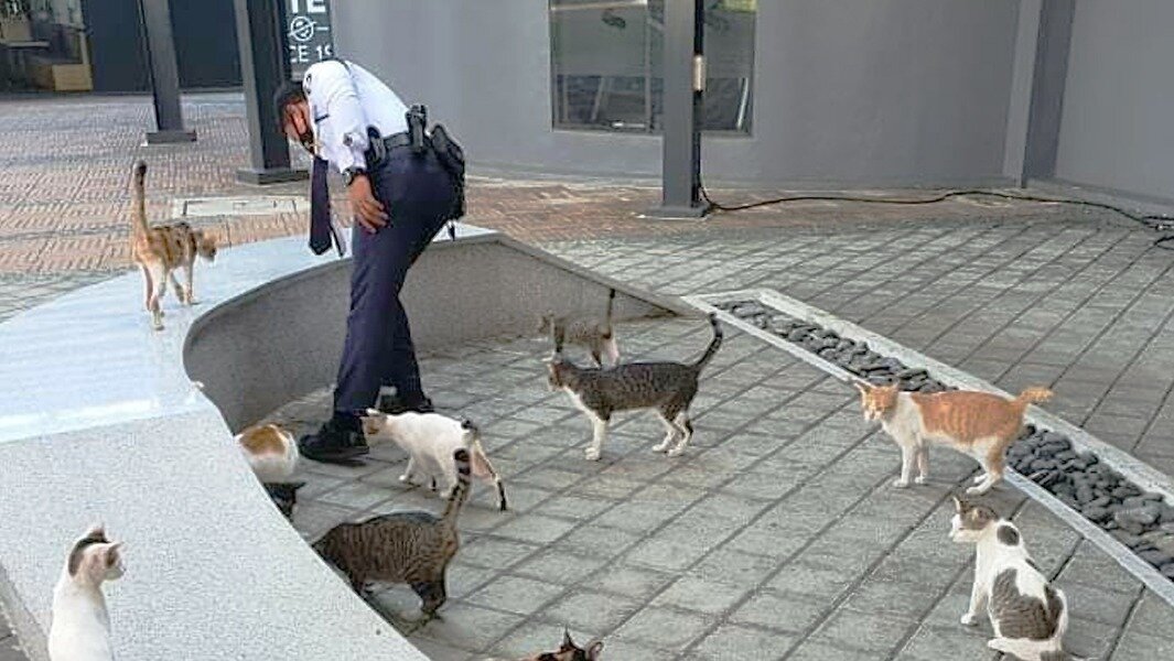 Petition · Compassion for Stray Dogs and Cats in Iloilo - Iloilo City ...