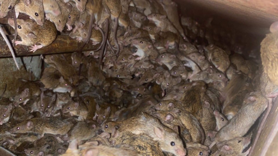 Petition · FUND THE RAT ROOM - United States · Change.org