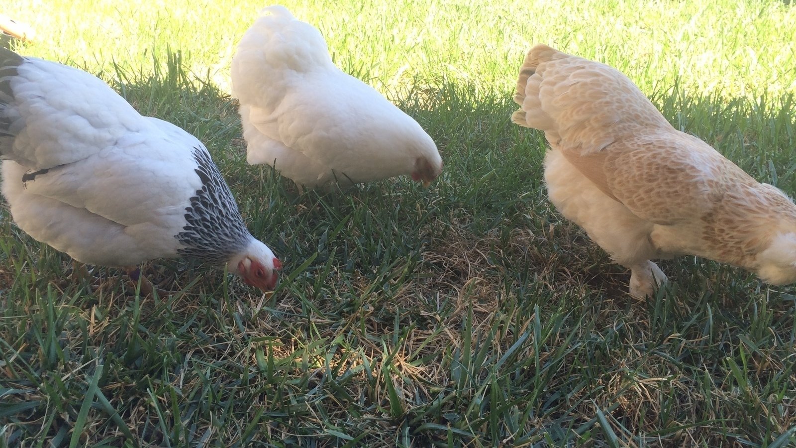Petition · Allow Backyard Chickens in Murrieta, CA - United States ... Petition · Allow Backyard Chickens in Murrieta, CA - United States ...