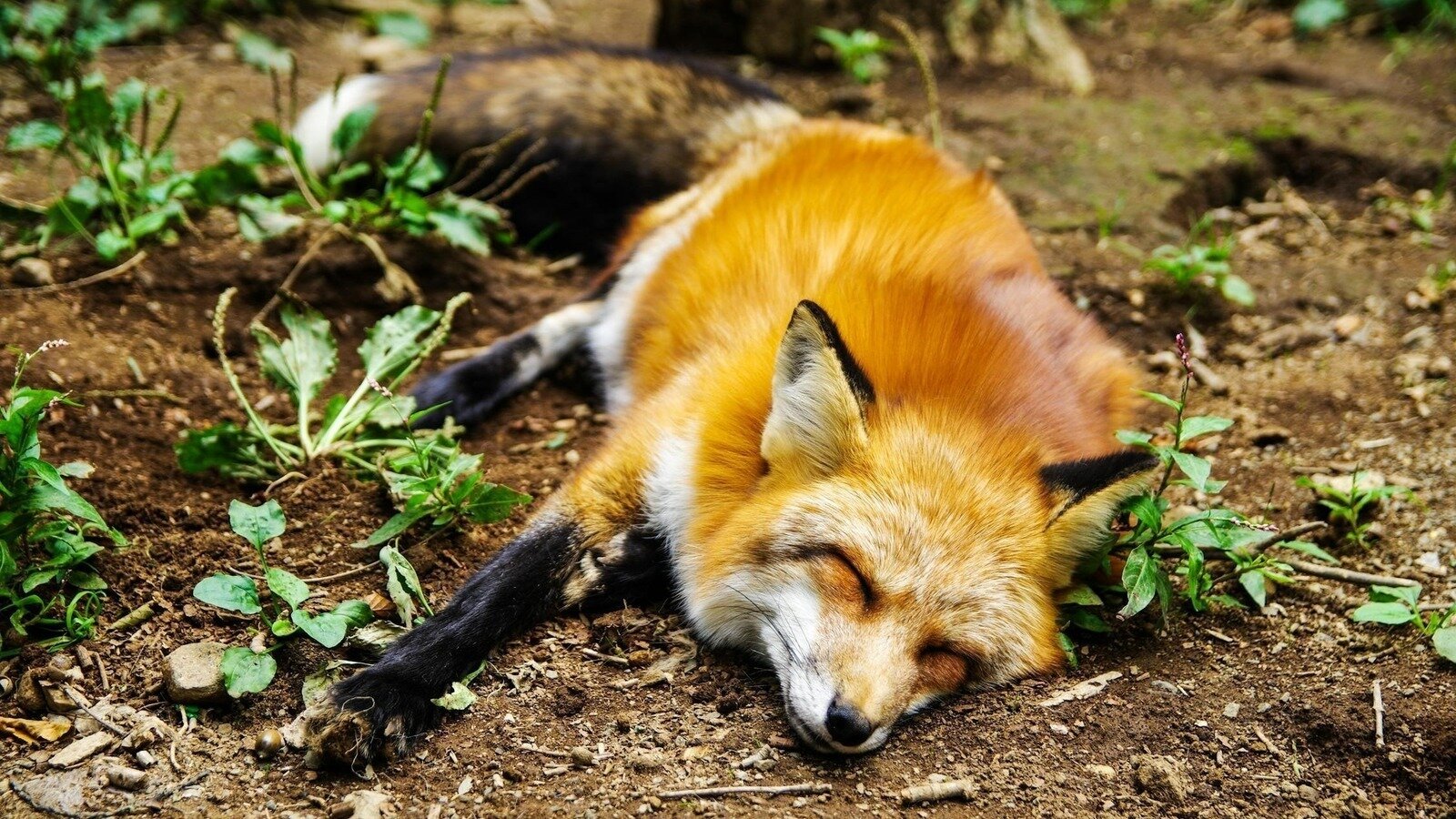 Petition · Ban use of 1080 in Australia by 2026 and fund non-lethal ...