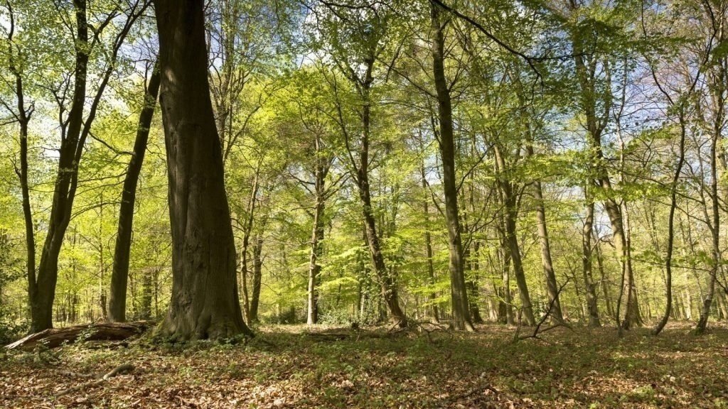 Petition · Plant more trees in fort mill - United States · Change.org