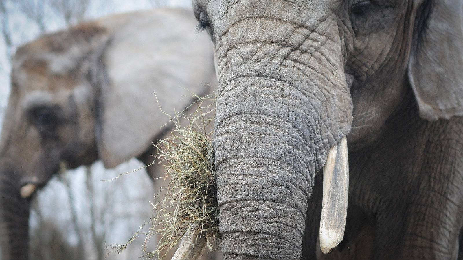 Petition · Join Us in Asking Toronto City Council to Move Iringa, Toka & Thika to the PAWS ...