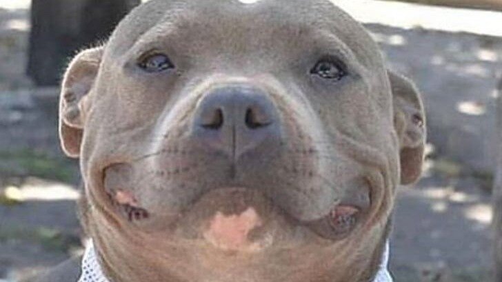 Petition · Stop BSL (Breed specific legislation) - United Kingdom ...