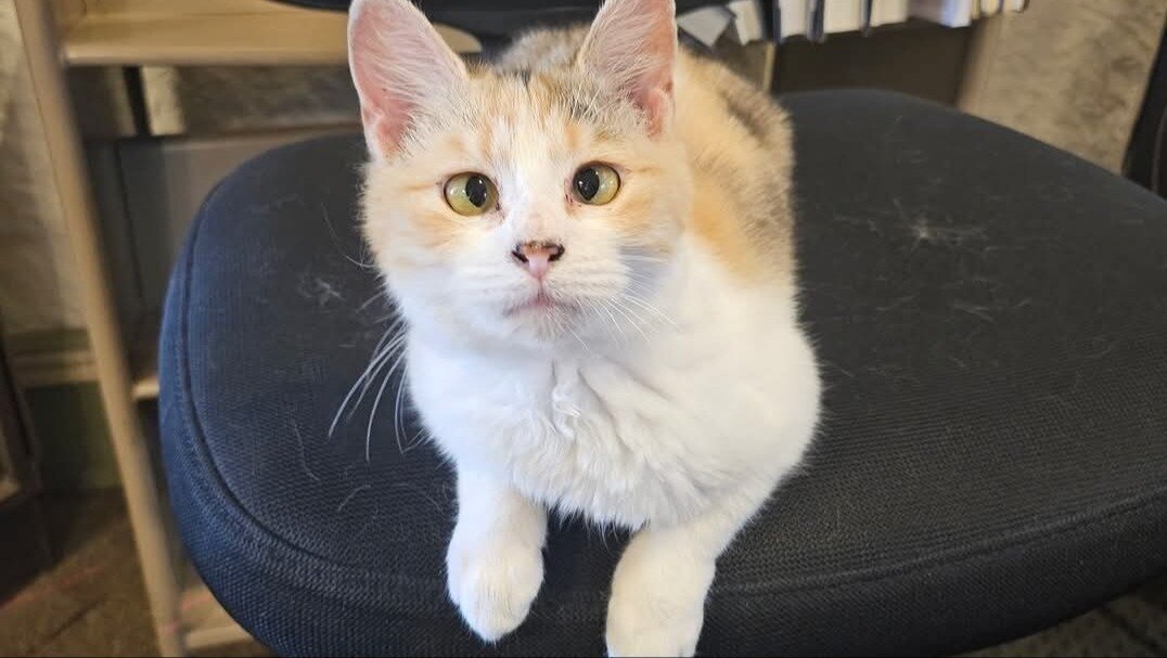 Petition · Keep Pepper at the Library - Fredericksburg, United States ...