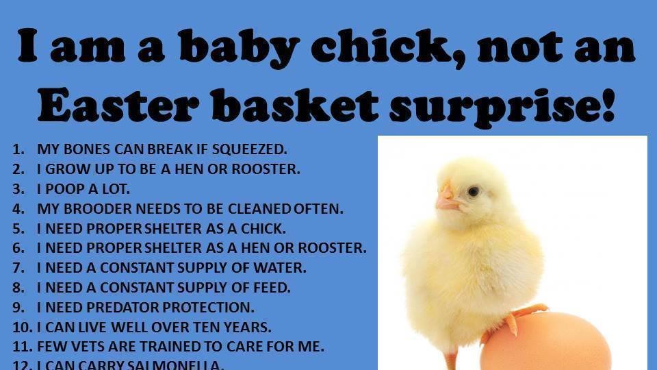 Petition · Stop selling Easter Chicks - United States · Change.org