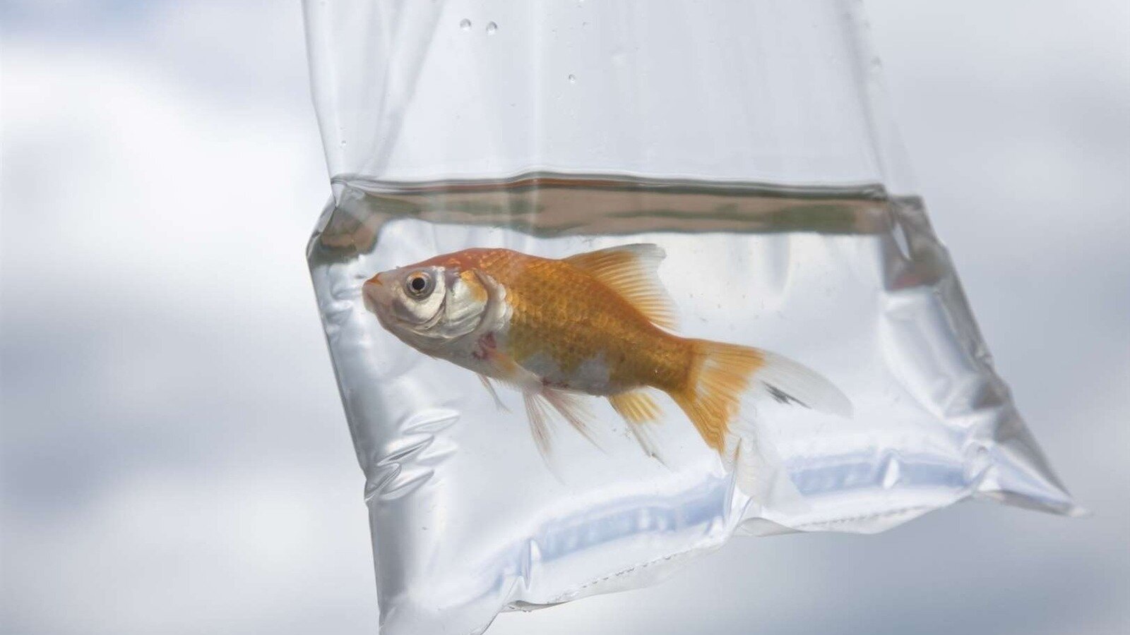 Petition · Stop the Inhumane Practice of Distributing Live Fish as ...