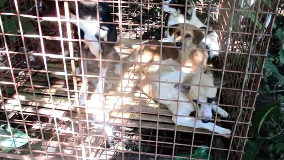 Petition · Facility Improvement of PPC Dog Pound to Ensure Animal ...