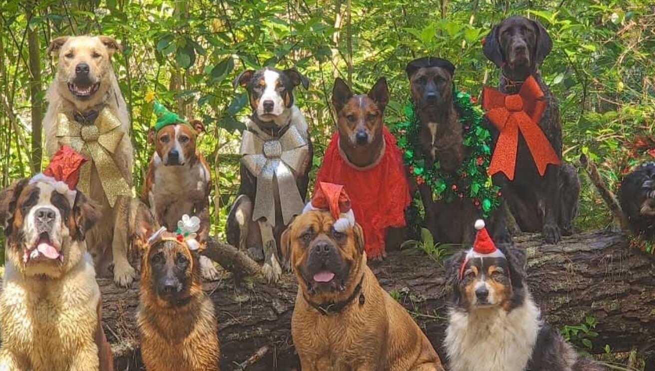 Petition · Allow Professional Pack Walkers to Walk More Than Six Dogs ...