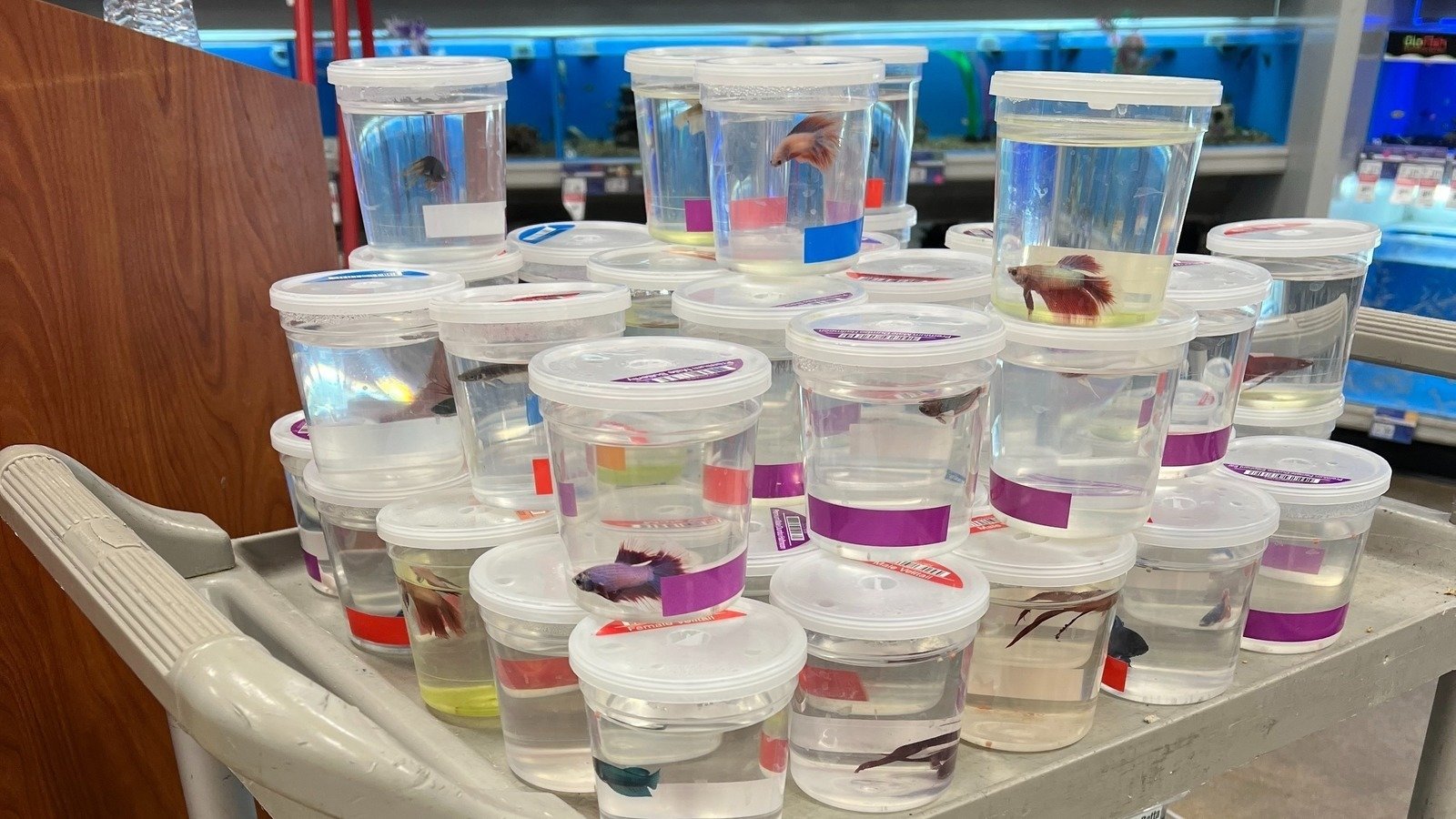 Petition · Stop Betta Fish Being Sold In Small Containers! - United ...