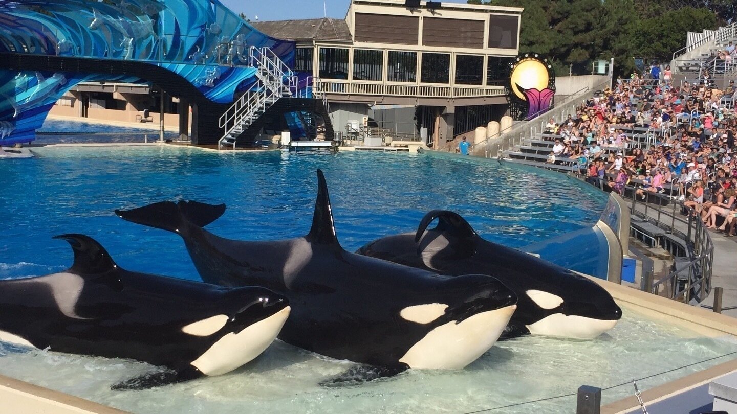 Petition · Shut Down SeaWorld Permanently - United States · Change.org