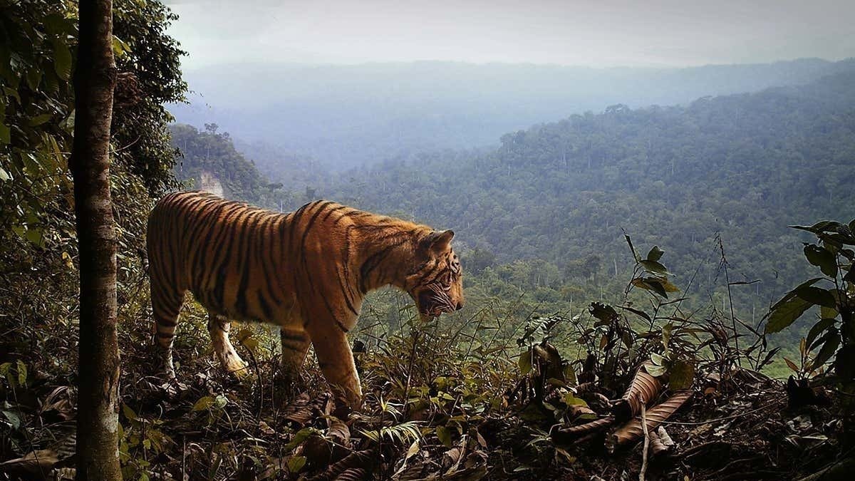 Petition · End Deforestation in Southeast Asia - United States · Change.org