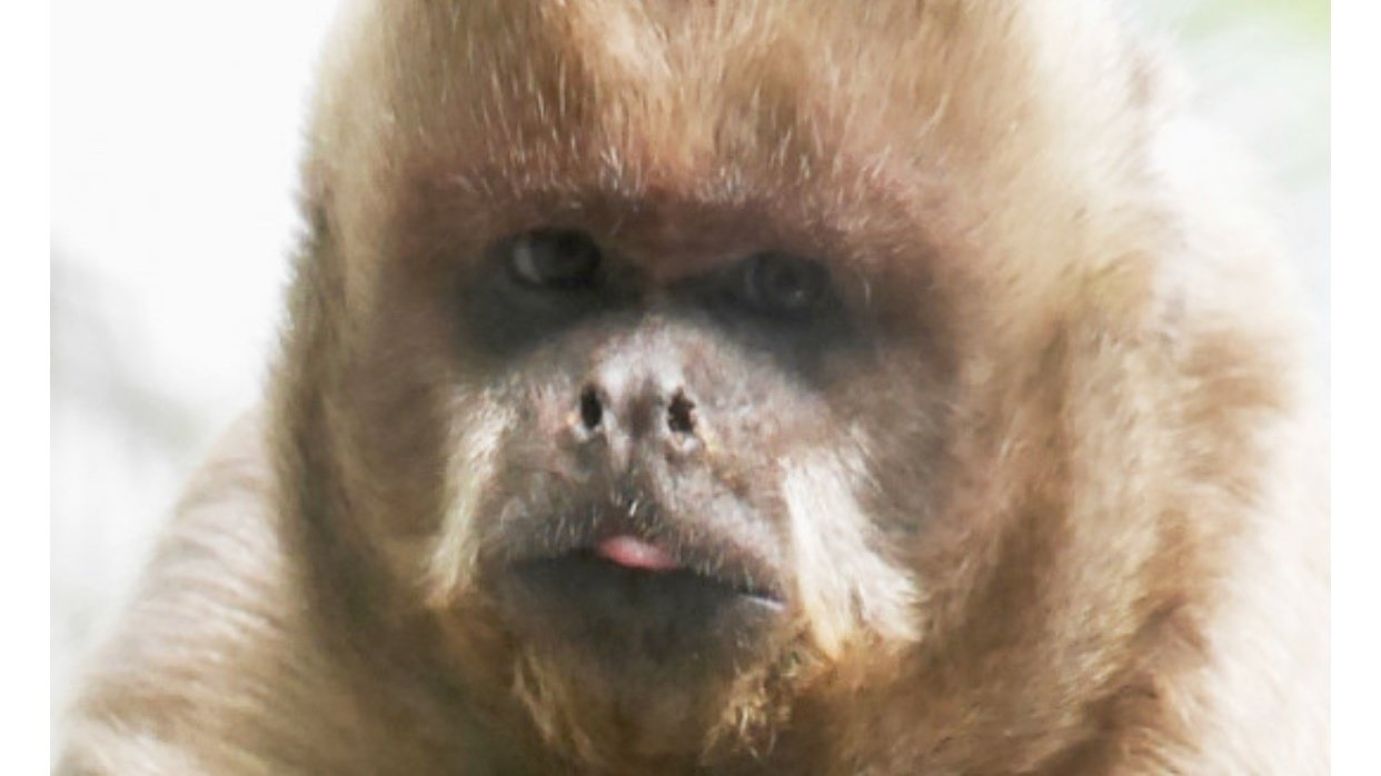 Petition · Let’s Buy Billy the Monkey - United States · Change.org