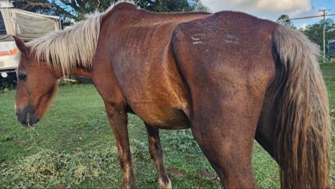 Petition · Save Mooloolah Valley Riding Centre Horses and Permanently ...