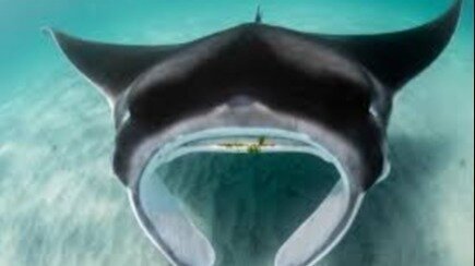 Petition · Help the Giant manta ray! - New Zealand · Change.org