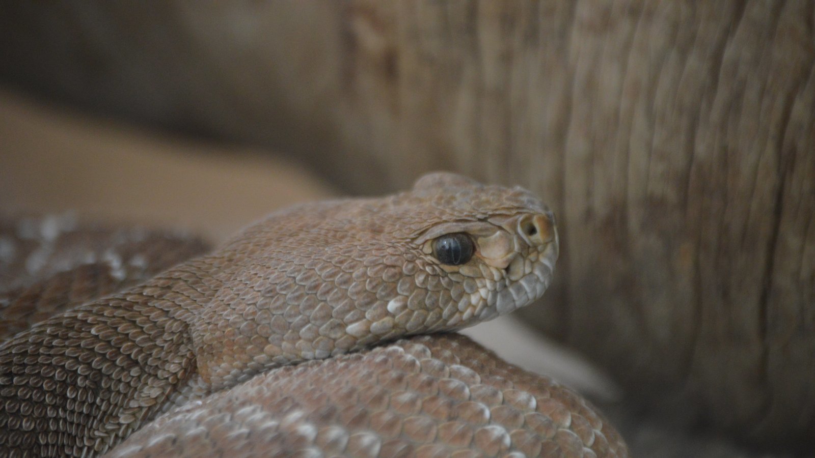 Petition · Rename rattlesnakes to shakey snakes - United States ...
