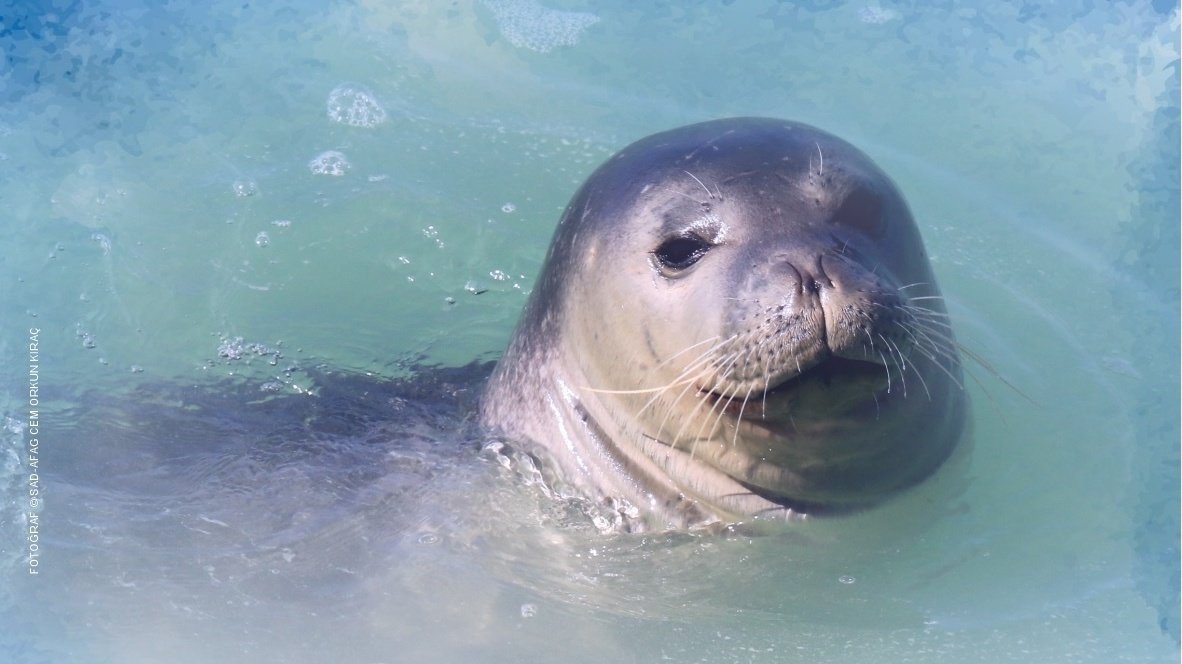 Kampanya · Fok mağaralarına girmeyin, fokları yaşam alanlarından ...