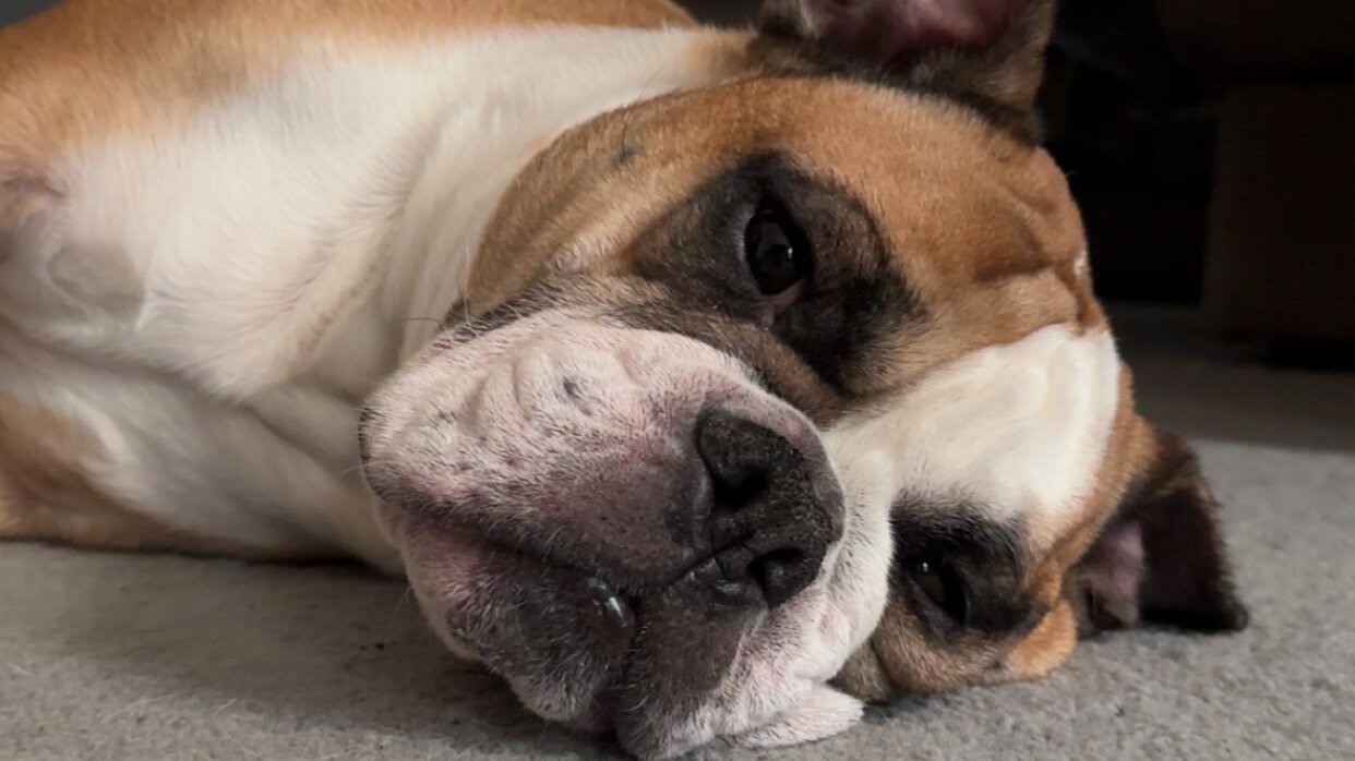 Petition · Allow Sick Leave for Caring for Sick Pets - United States ...