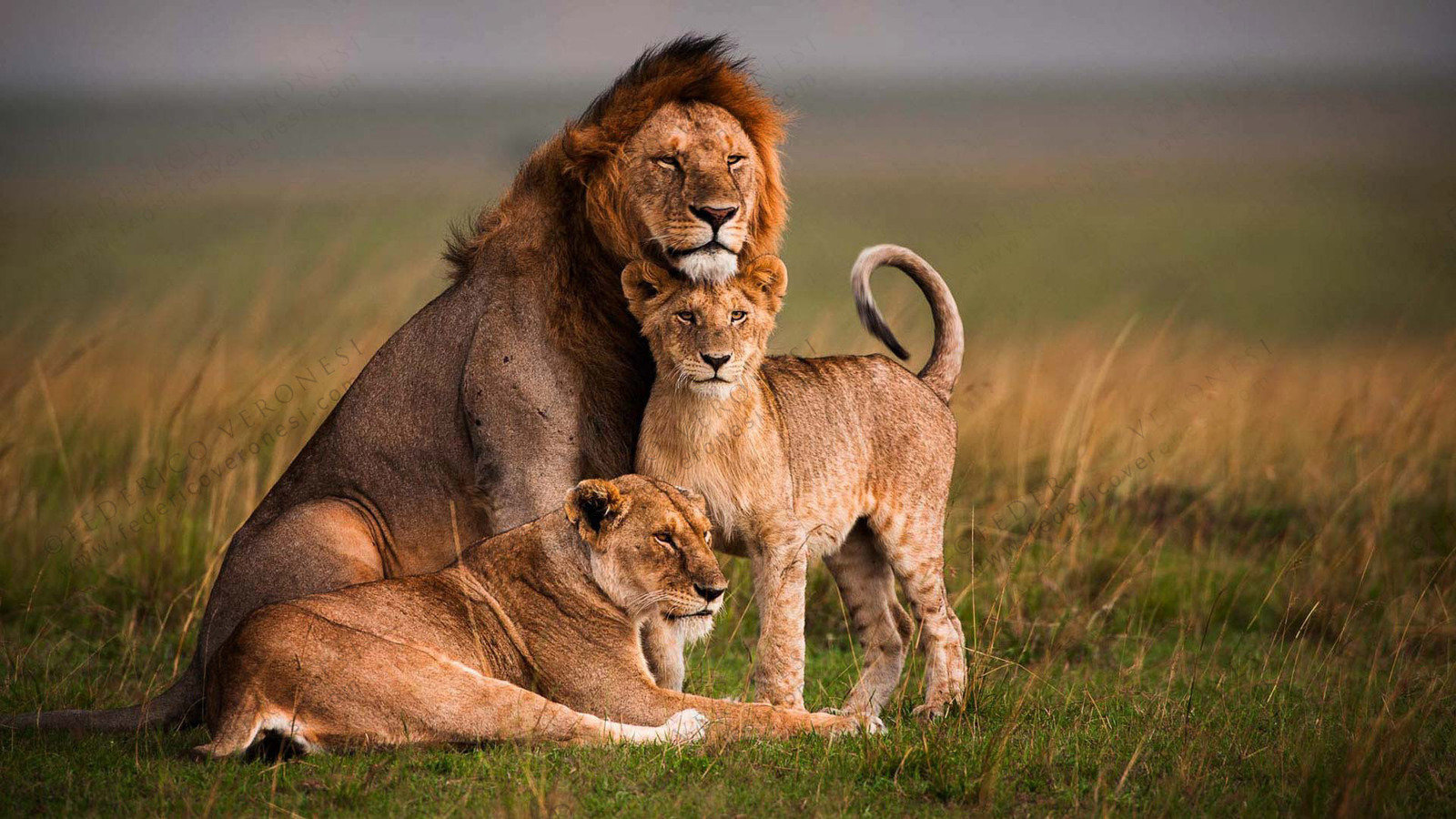 Petition · Petition to Revoke Lion Skeleton Quota Approved by DEA ...