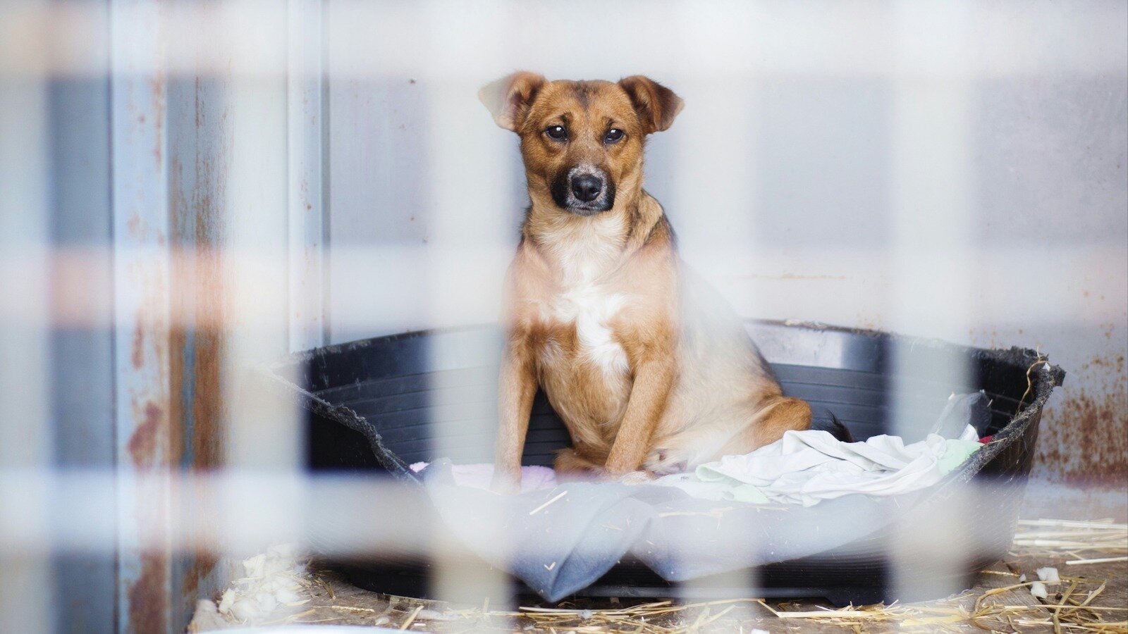 Petition · Fix San Jose’s Animal Shelter Before More Animals Die - San ...
